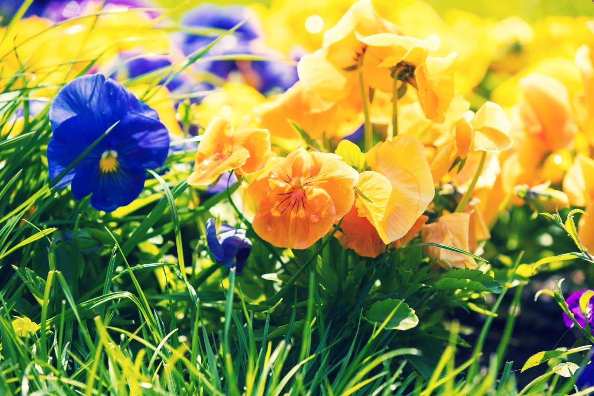 Top 10 Spring Landscaping Ideas To Transform Your Outdoor Space ...